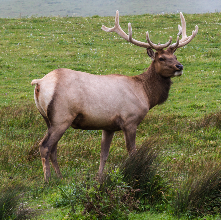 Tule Elk | Tule Elk Reserve, CA | Timothy H. Joyce Photography